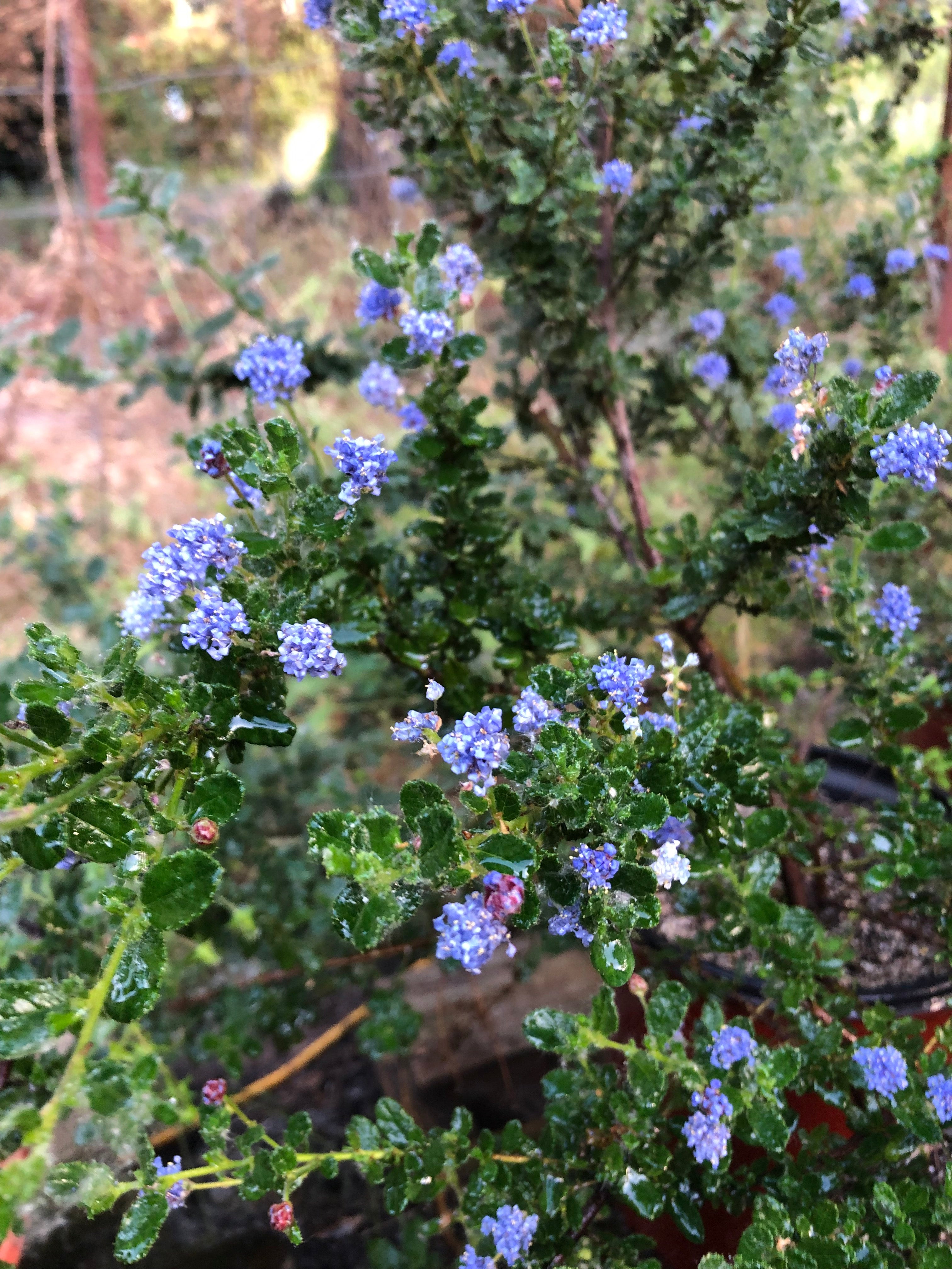 Ceanothus dentatus dwarf ceanothus (Local Hero) | Welcome to Regan ...