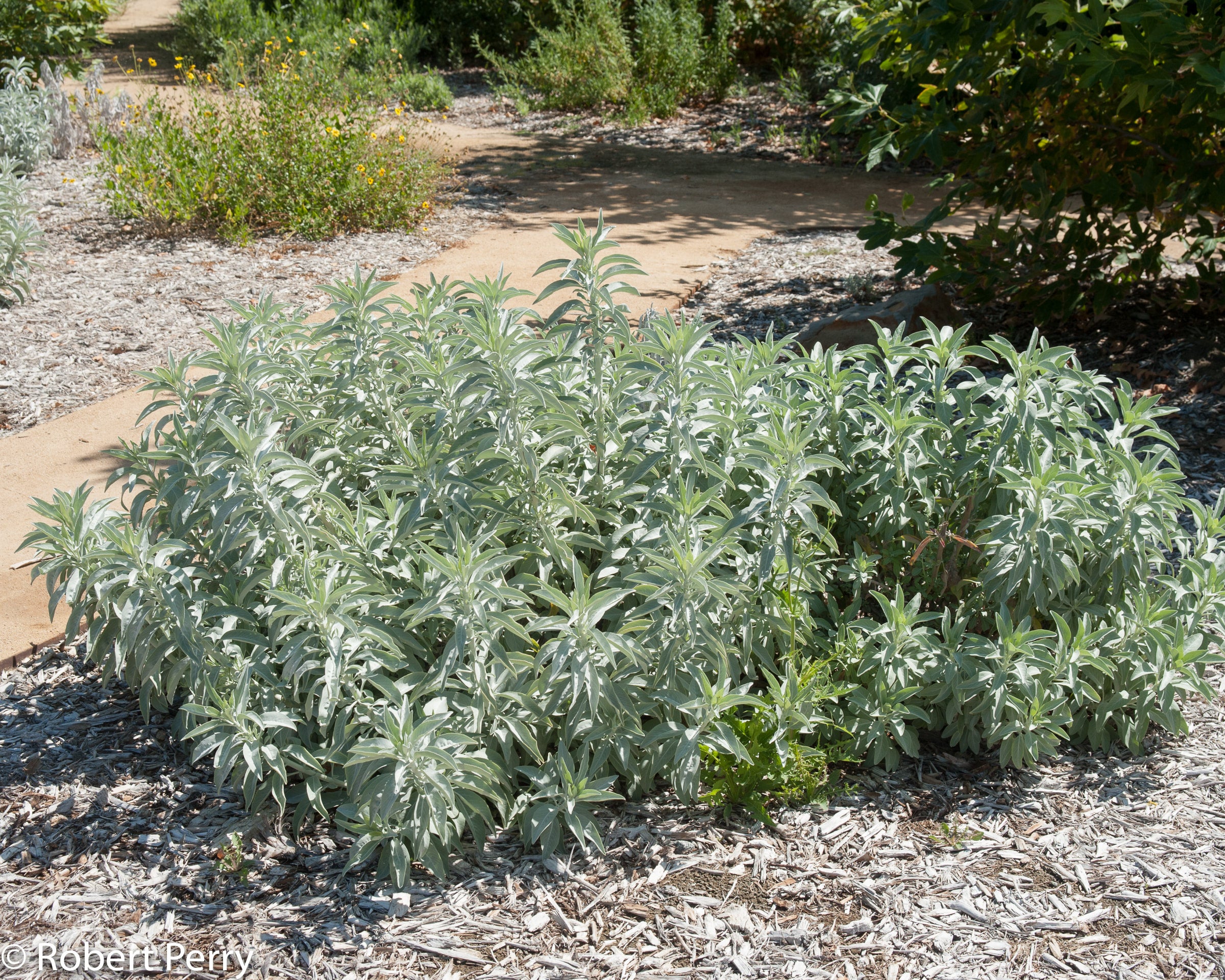 Salvia apiana variety compacta - Compact white sage | Welcome to Regan ...