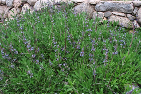 Salvia sonomensis x mellifera 'Mrs. Beard' Mrs. Beard creeping sage ...