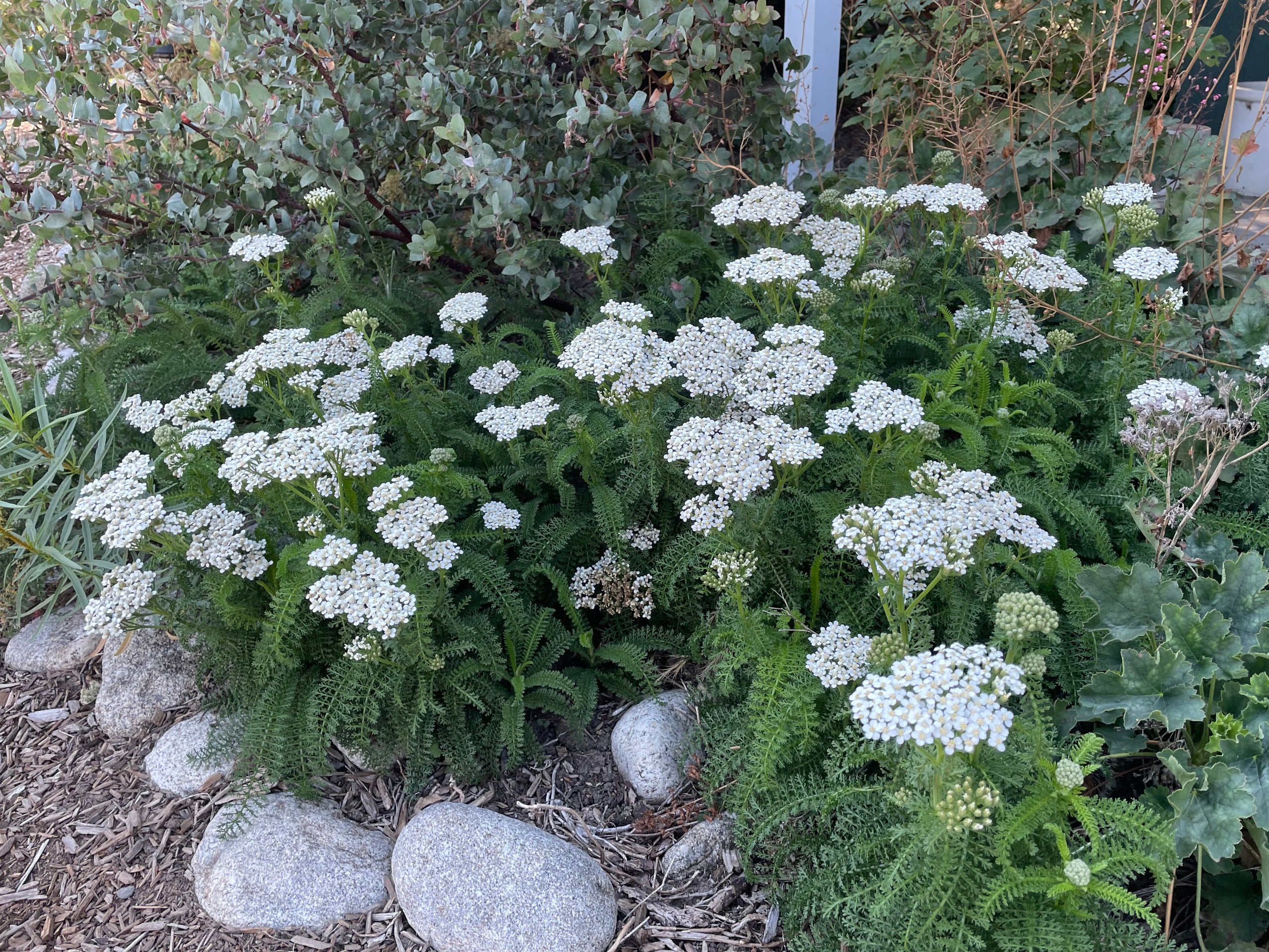 White Yarrow Plant