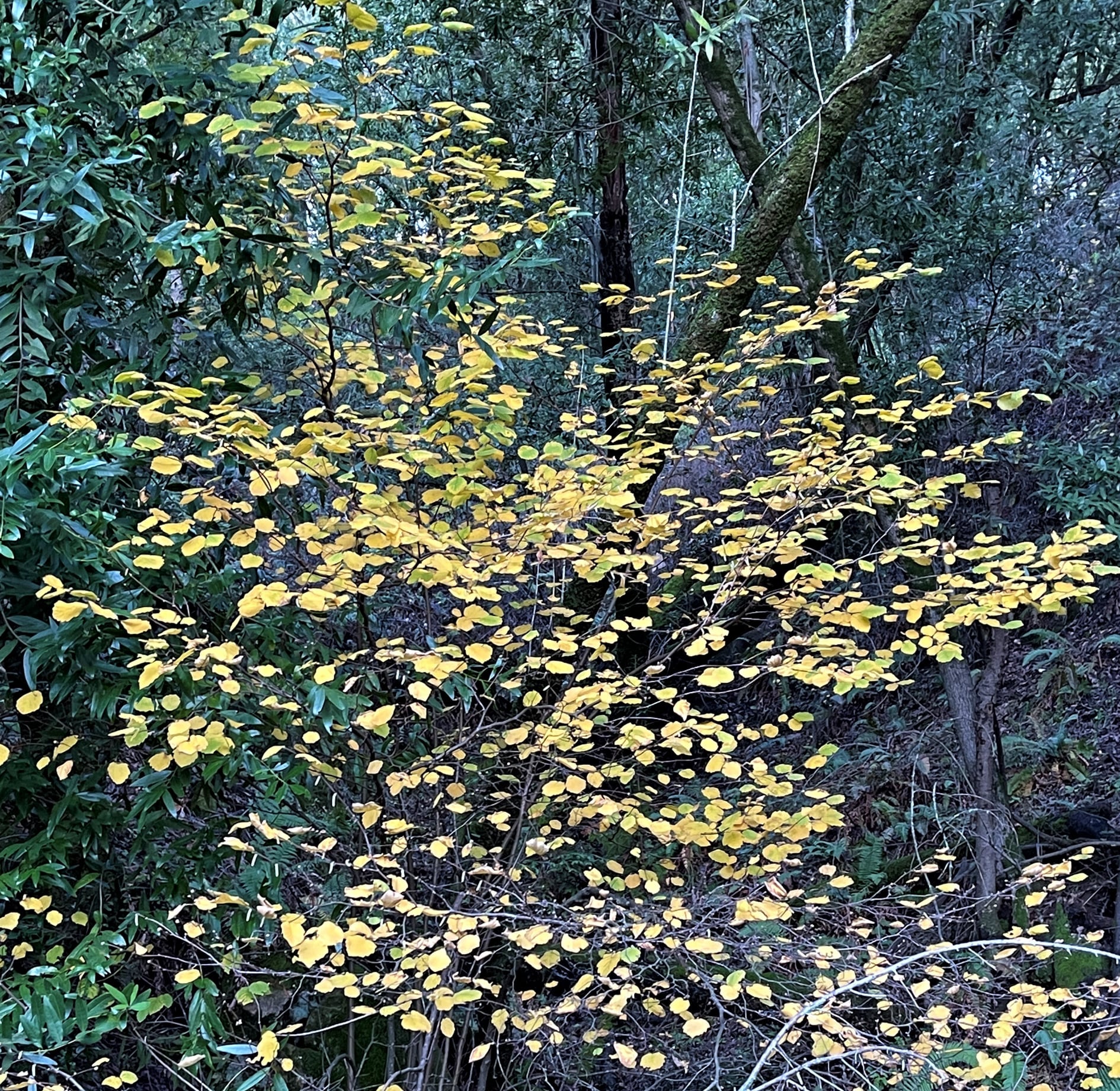 Corylus cornuta ssp. californica - California hazelnut | Welcome to ...